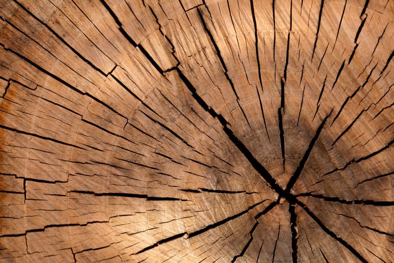 Stubbfräsning: Vad Kostar Det Att Ta Bort En Stubbe? - Arborsitexperten ...